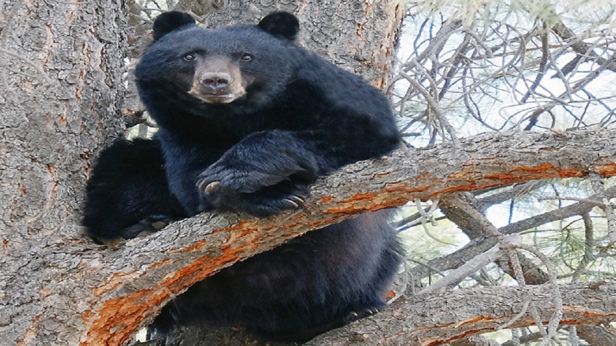 Sacrifican dos osos por reincidir en hechos violentos con los humanos ...