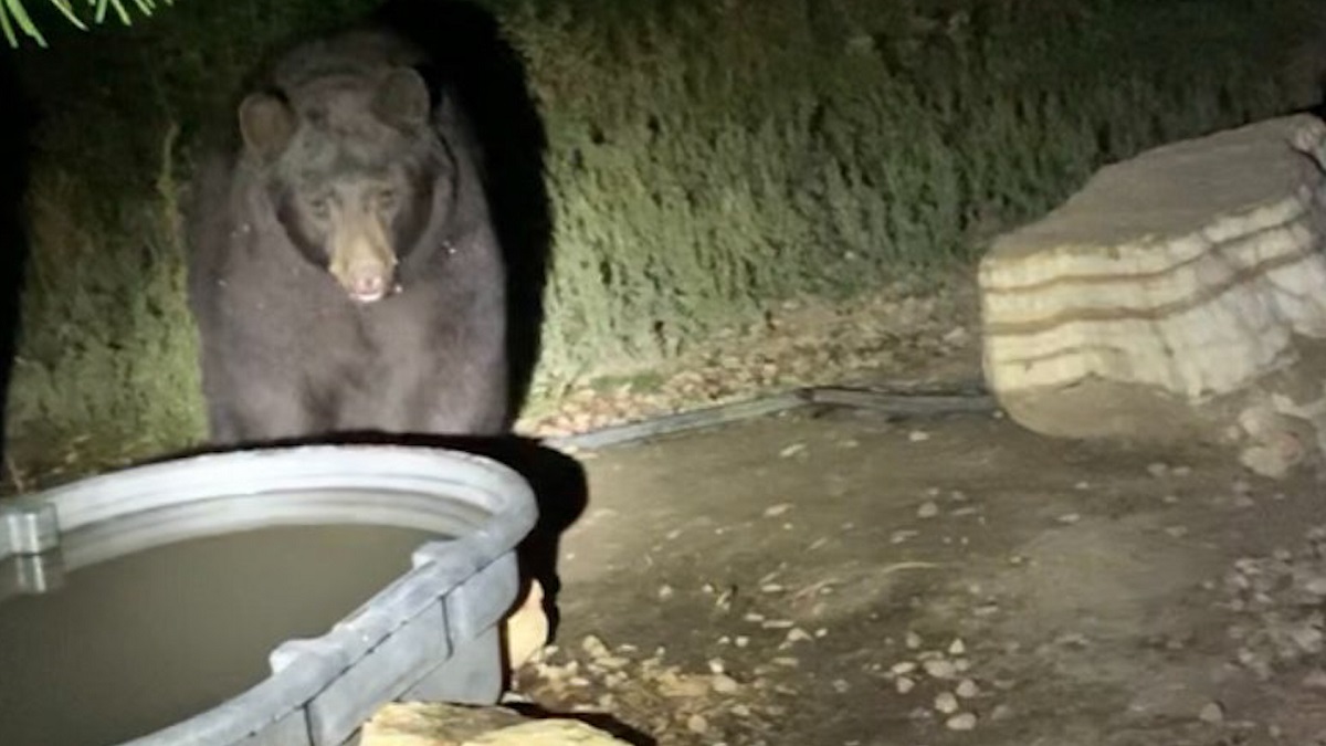 Osos en Colorado: disminuyeron los avistamientos en 2020, pero ...