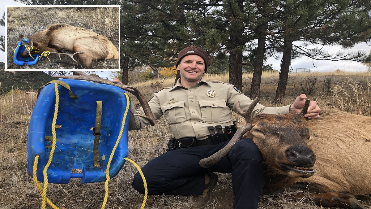En Colorado: autoridades ayudan a alce a liberarse tras quedar atrapado ...