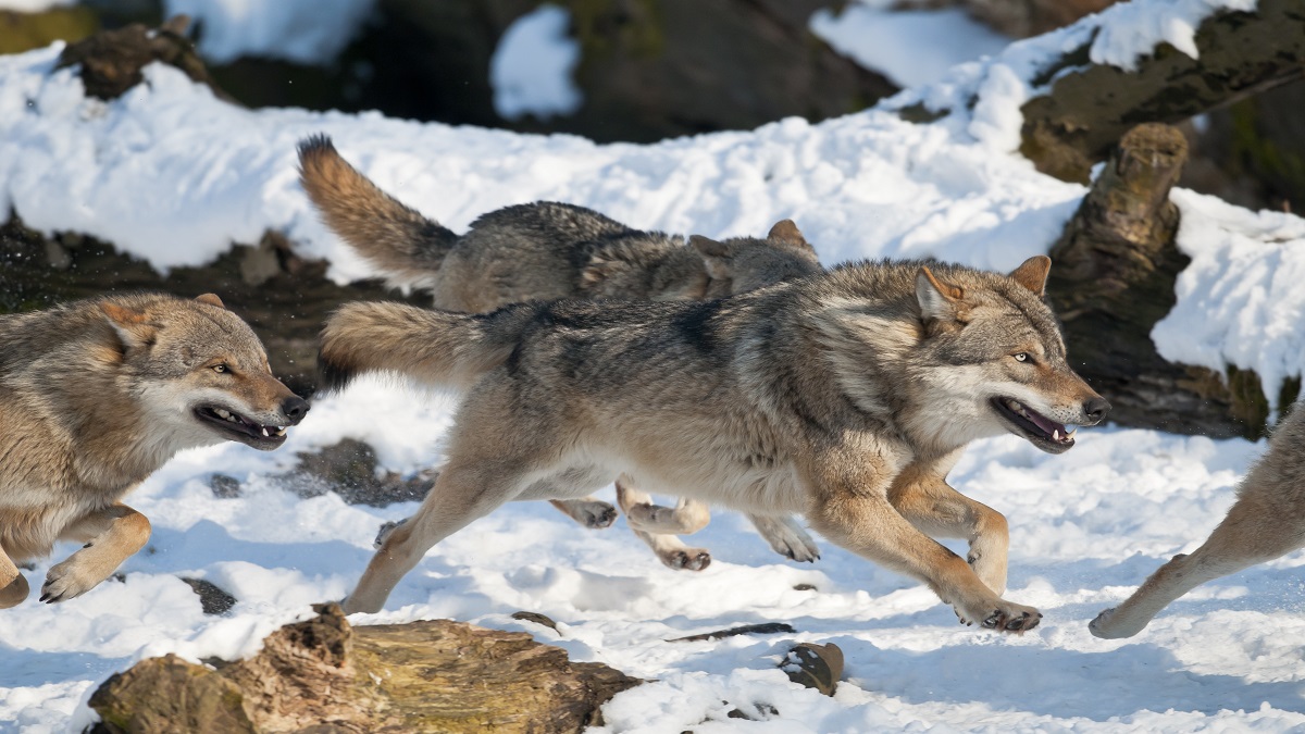 Otra vaca muerta tras ataques de lobos en Colorado, segunda en menos de ...