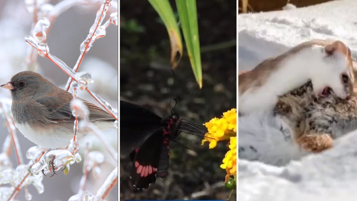 Escondidos bajo tierra, migrando o cambiando de color: así sobreviven ...