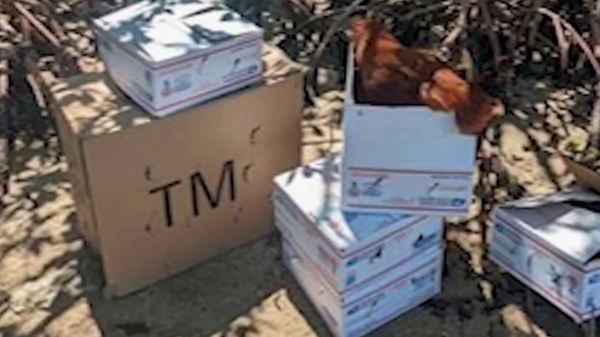 Multan a hombre de Hialeah de sacrificar animales en playa de Virginia ...