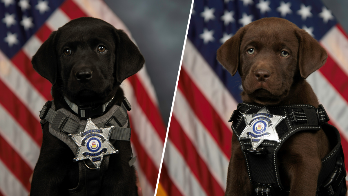 Perros que tomaron juramento y ayudarán a estudiantes en Colorado ...