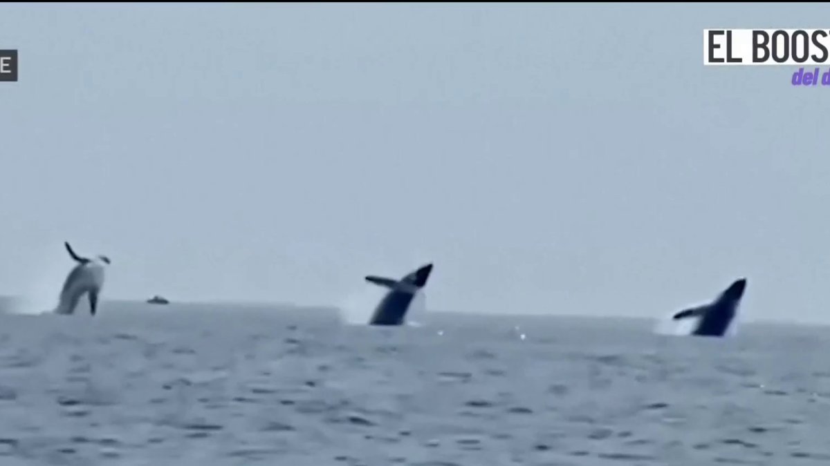 Sorprendente avistamiento de ballenas jorobadas: El Boost – Telemundo ...