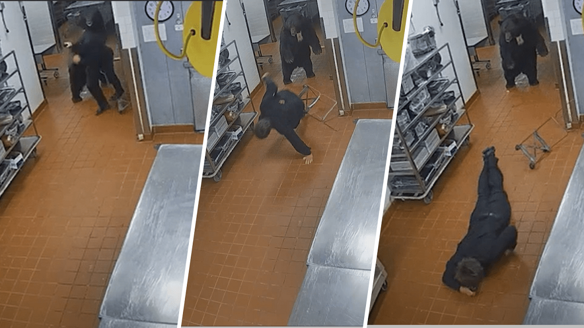 Colorado: oso ataca a un guardia en hotel de Aspen – Telemundo Denver