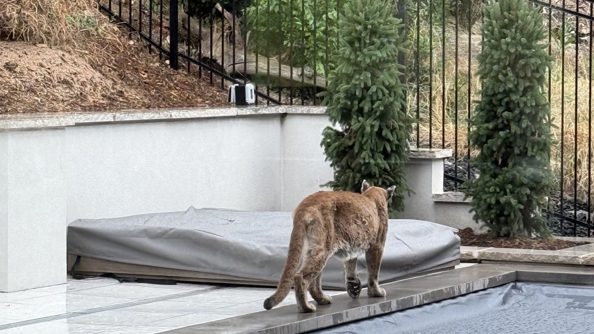 Mascota muere tras ataque de león de montaña en Boulder – Telemundo Denver