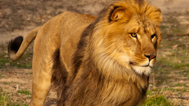 Imagen de leon - Imagui